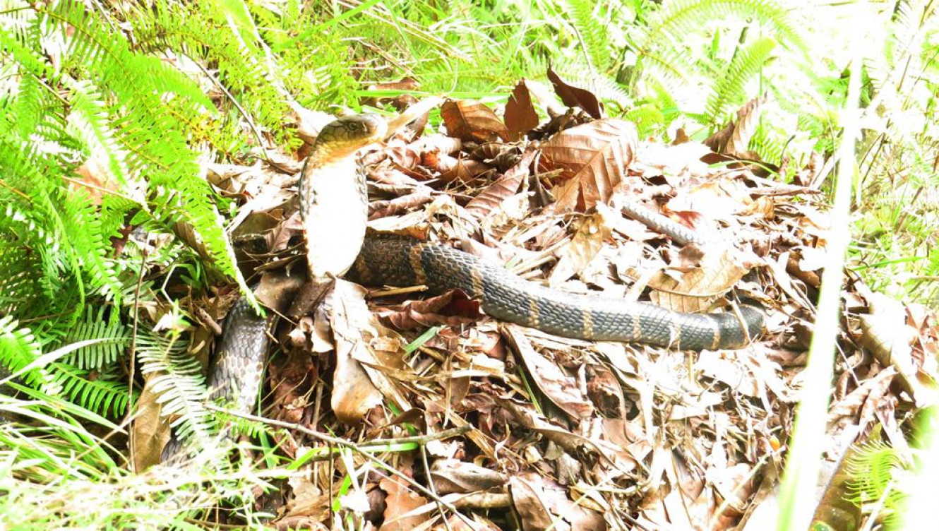 First King Cobra Nest Sighting in Parbat | The National Trust for ...