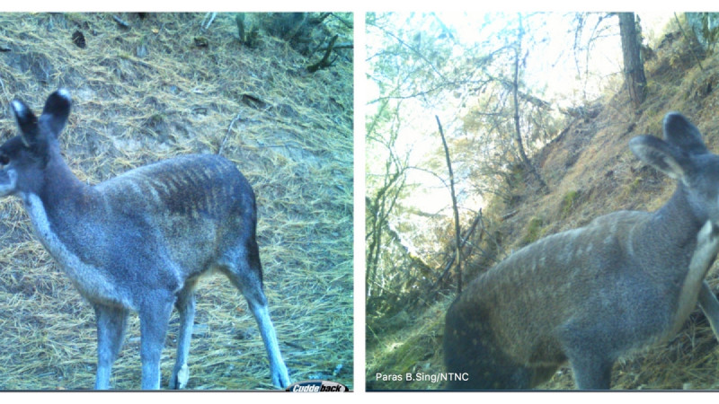 Study Identifies Kashmir Musk Deer as New Species Recorded in Nepal ...