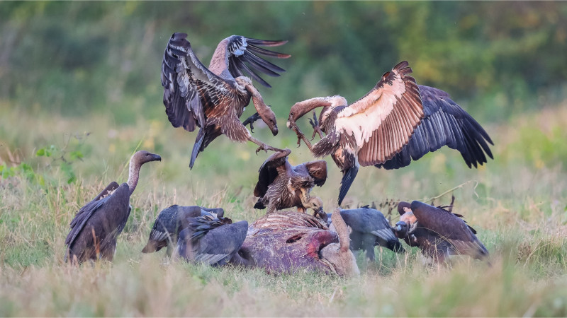 Vulture breeding center | The National Trust for Nature Conservation (NTNC)